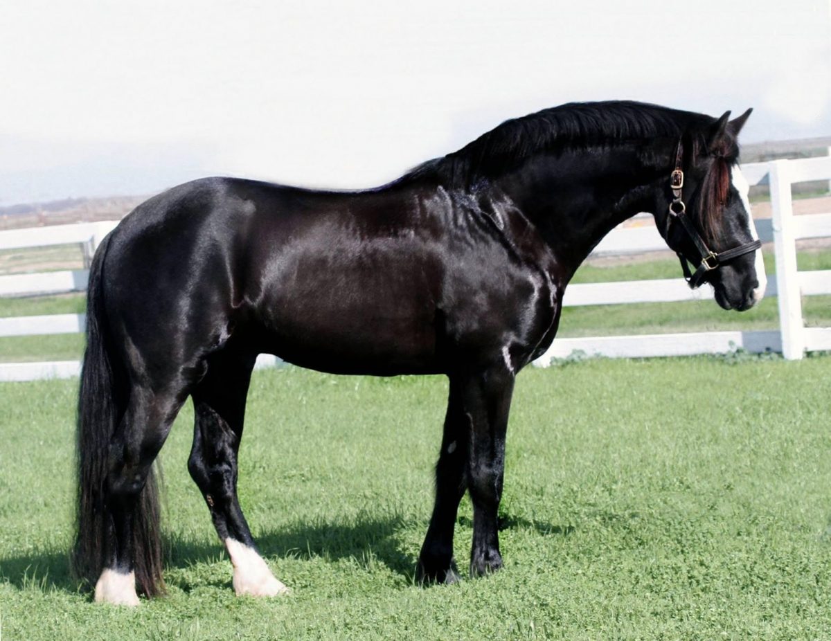 Sport Horse Nation Spotlight: Three Connemara/Thoroughbred Crosses We ...