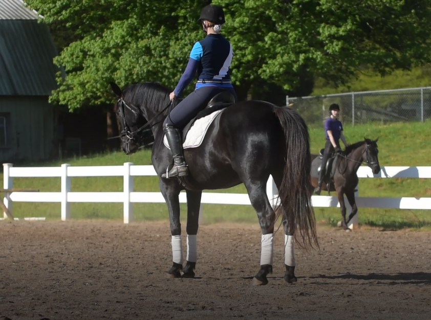 The Secret to Nailing a Perfectly Square Halt | Eventing Nation - Three ...