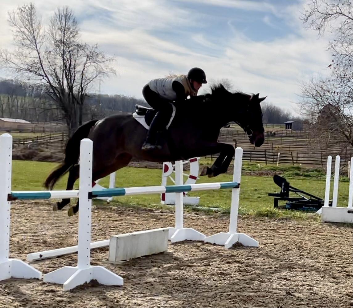 Sport Horse Nation Spotlight: Ten Tantalising TBs | Eventing Nation ...