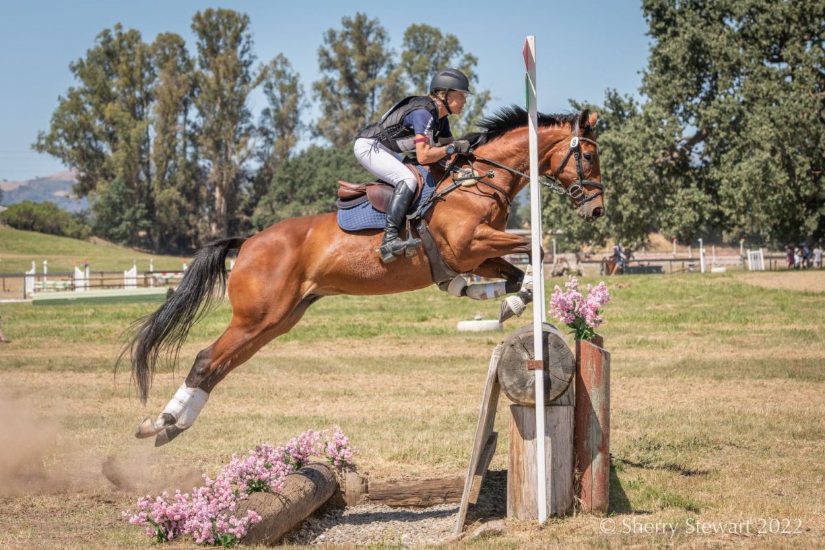 Who Jumped It Best? Shepherd Ranch Preliminary Weldon’s Wall | Eventing ...