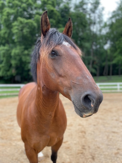 From the Ground Up: Managing Expectations | Eventing Nation - Three-Day ...