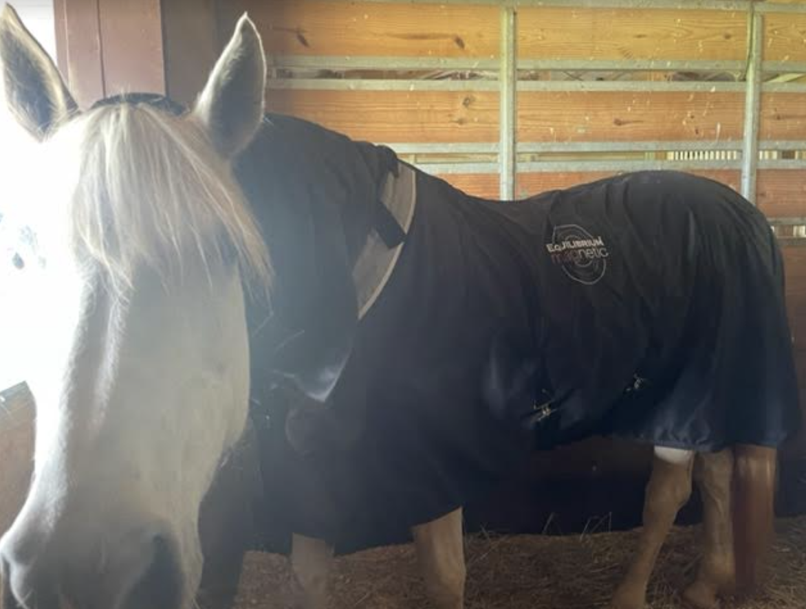 Product Review: Equilibrium Magnetic Rug from World Equestrian Brands ...