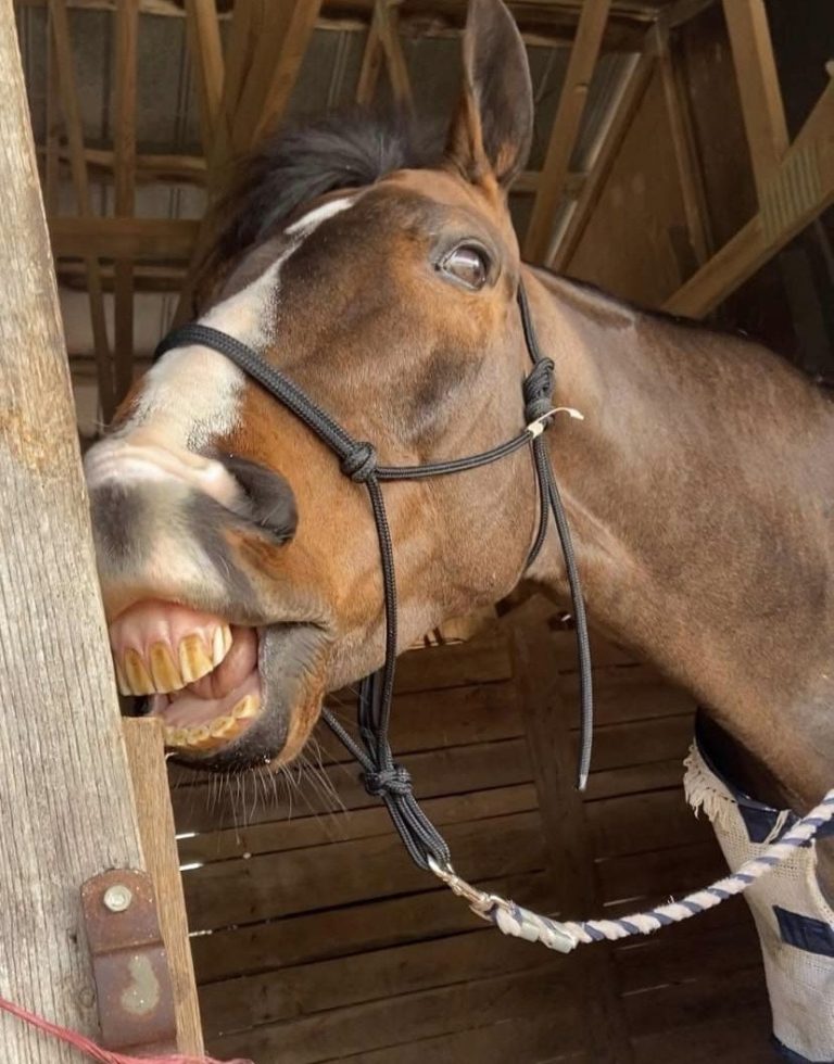 Behind the Breeding: The Mighty Magic Touch | Eventing Nation - Three ...