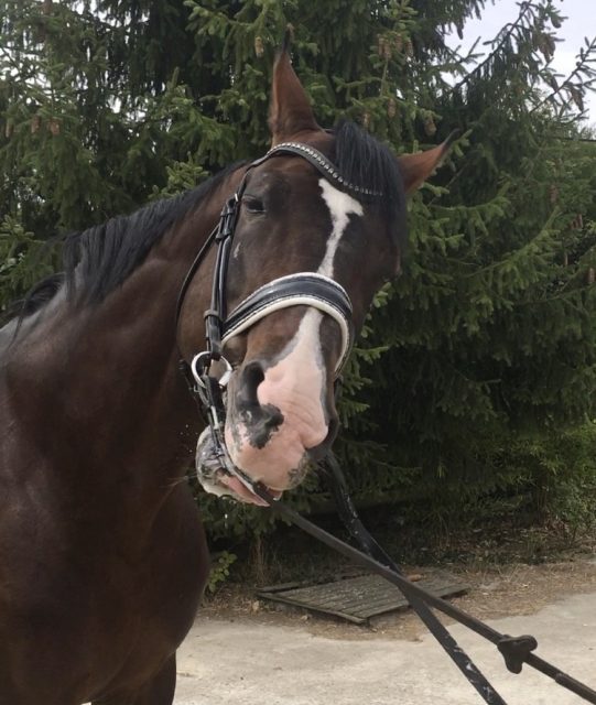 Behind the Breeding: The Mighty Magic Touch | Eventing Nation - Three ...