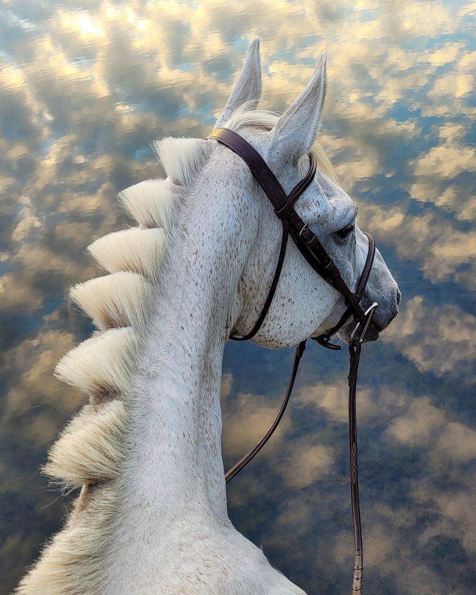 Friday News & Notes Presented by Stable View | Eventing Nation - Three ...