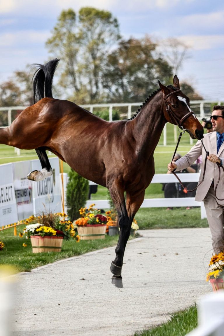 EN’s Guide to the Horses & Riders of the $100k Stirling Venture Capital ...