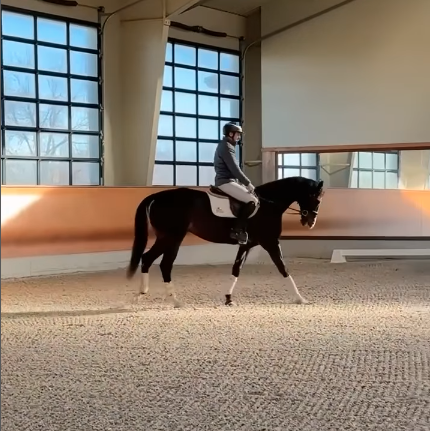 Meet Boyd Martin’s New OTTB | Eventing Nation - Three-Day Eventing News ...