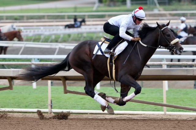 Her Love of Thoroughbreds Runs Deep: Kendahl Holden Launches ABW ...