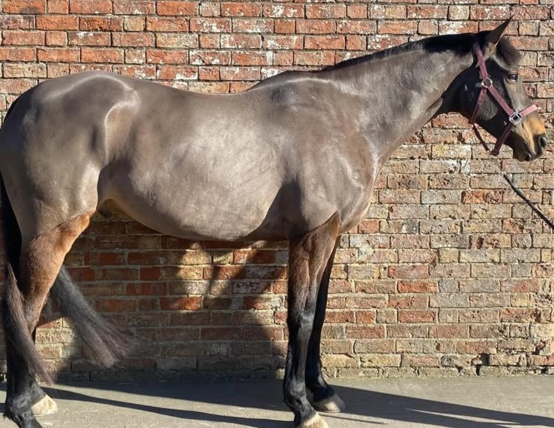 Sunday Links | Eventing Nation - Three-Day Eventing News, Results ...