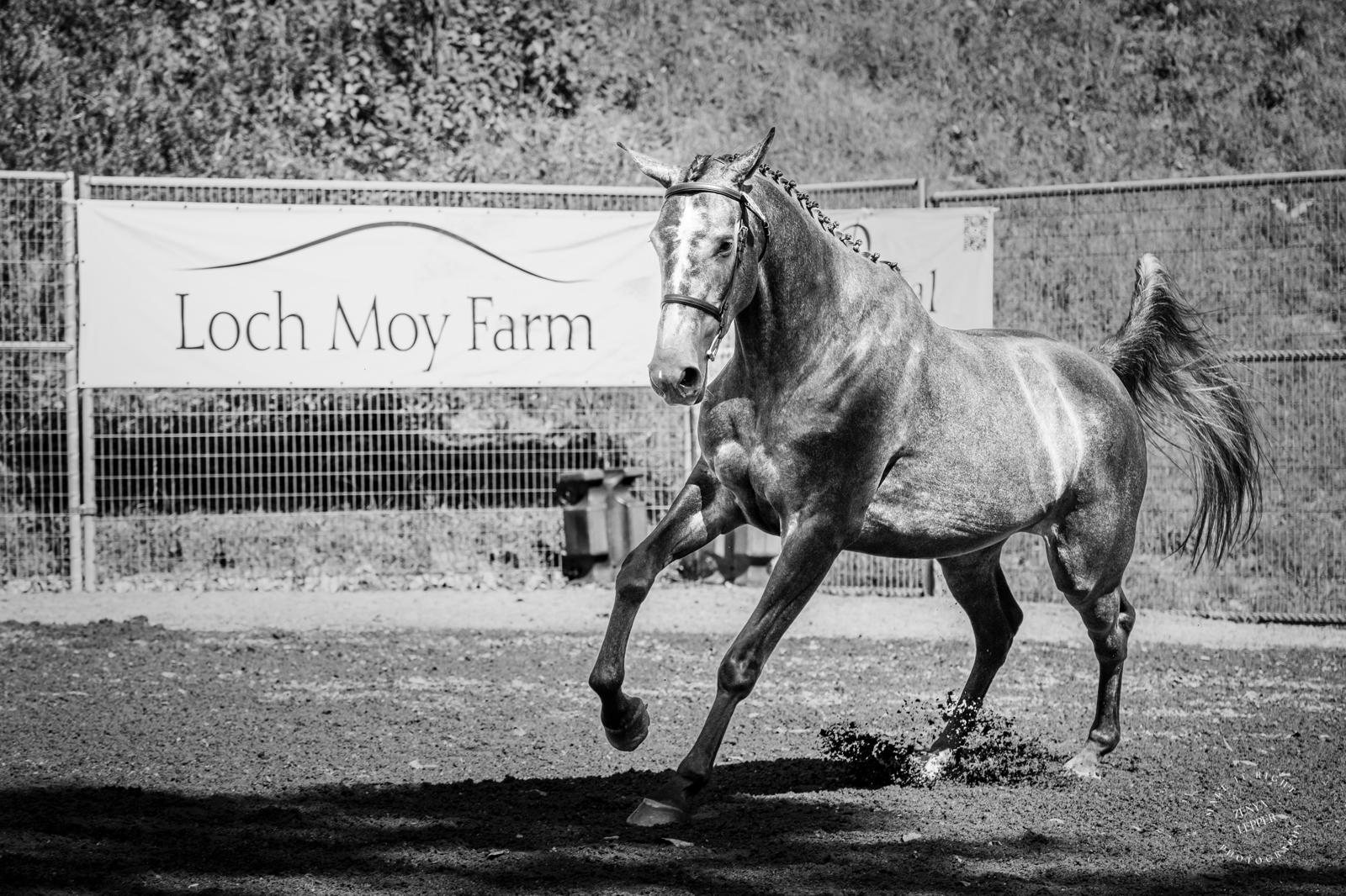 Wednesday News & Notes from The Maryland Horse Trials and Loch Moy Farm ...