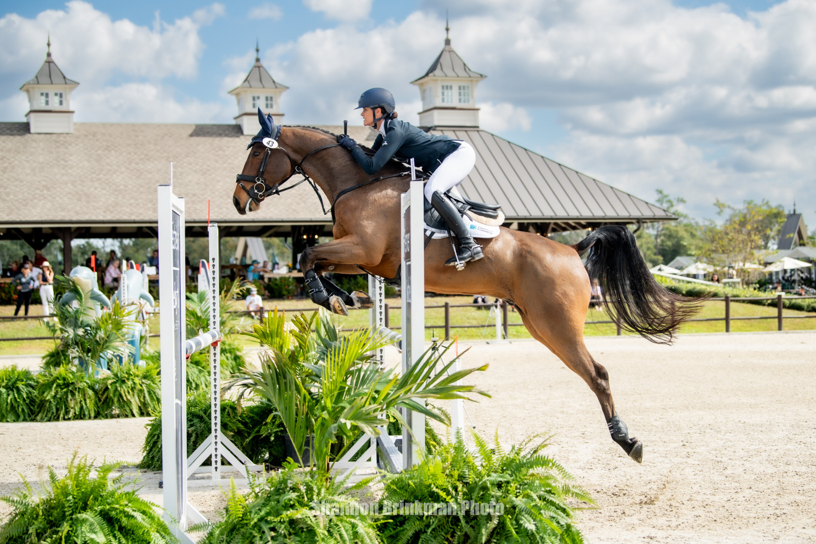 TerraNova Update: Sydney Elliott and QC Diamantaire Claim Victory in B ...