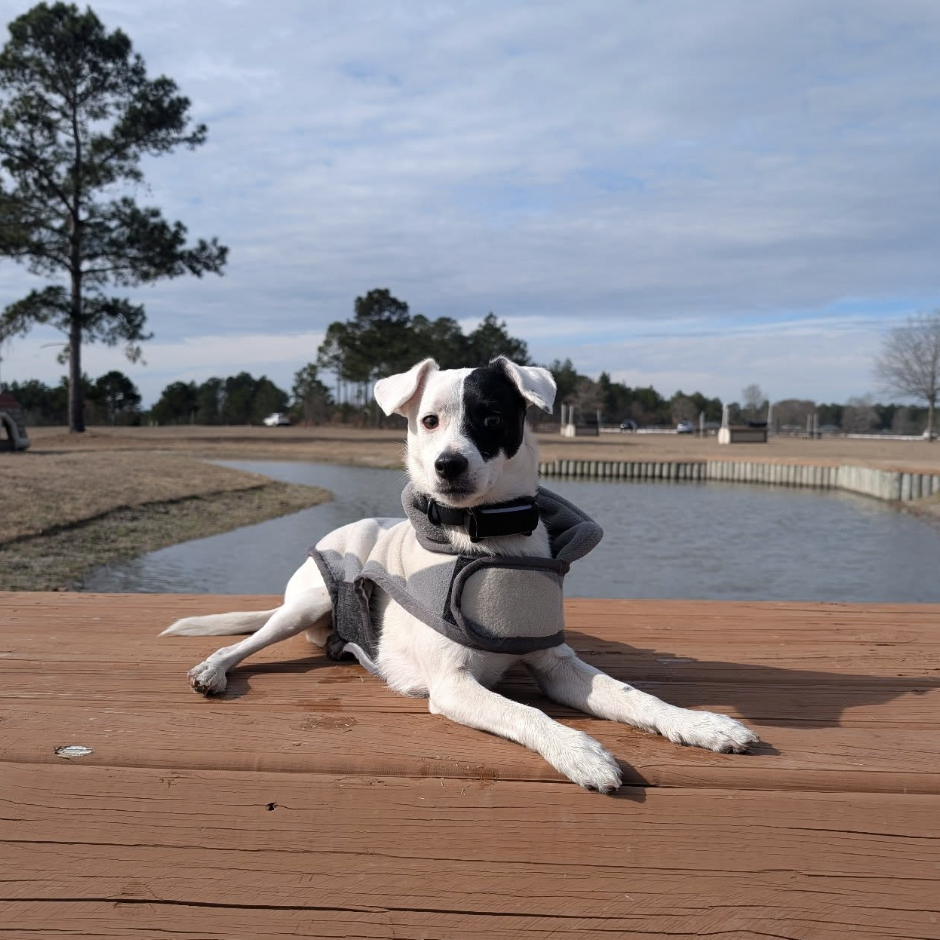 Weekend Winners: Stable View | Eventing Nation - Three-Day Eventing ...